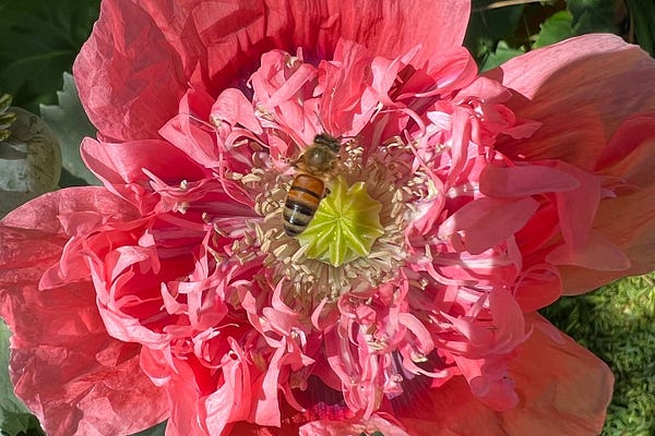 lofi life | Casey Lister | Substack