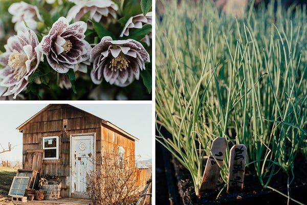 The Elliott Homestead Newsletter | Shaye Elliott | Substack