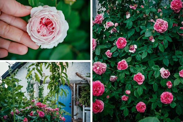 The Elliott Homestead Newsletter | Shaye Elliott | Substack