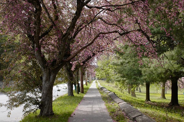 Dispatches From The Shed | Lyn Slater | Substack