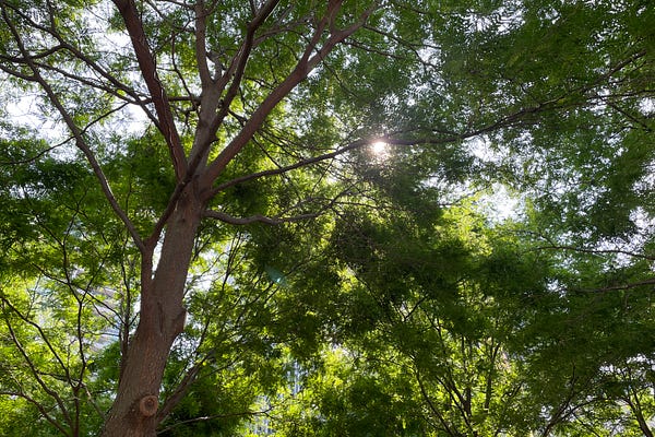 The Deliberate Practice | Jeremy Barr | Substack