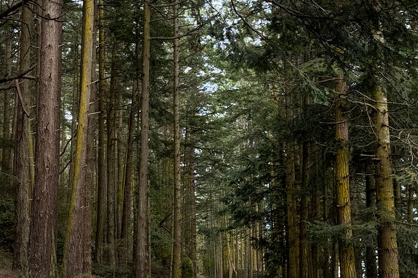 Madison Spain Club | Blakely Spoor | Substack