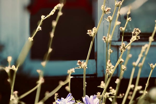 Dispatches From the Basement | Joseph Massey | Substack