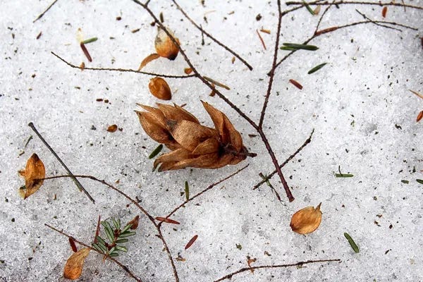 Practical Self Reliance | Ashley Adamant | Substack