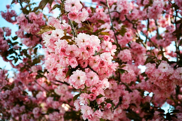 Letters From A Stranger | Nneka Julia | Substack