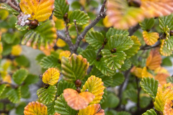 Daily Rhyme | Where the wild things are | Substack