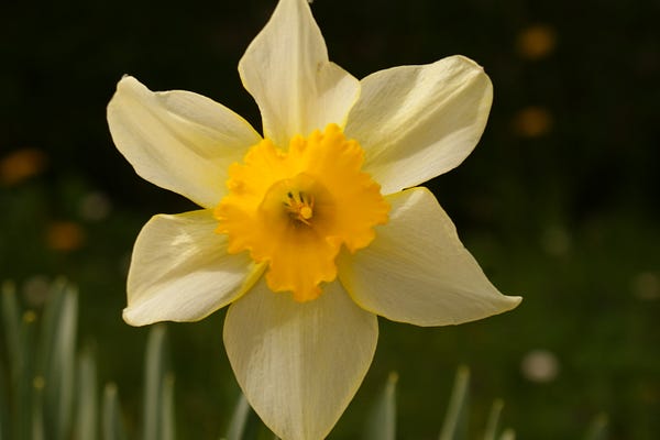 Sonja Golc - spominski zid | Jernej Golc | Substack