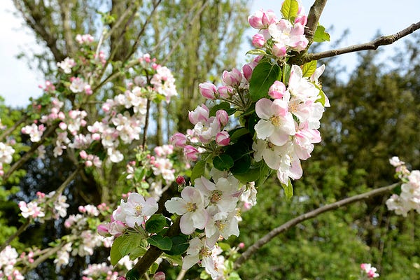 Climate Change Garden | Sally Morgan | Substack