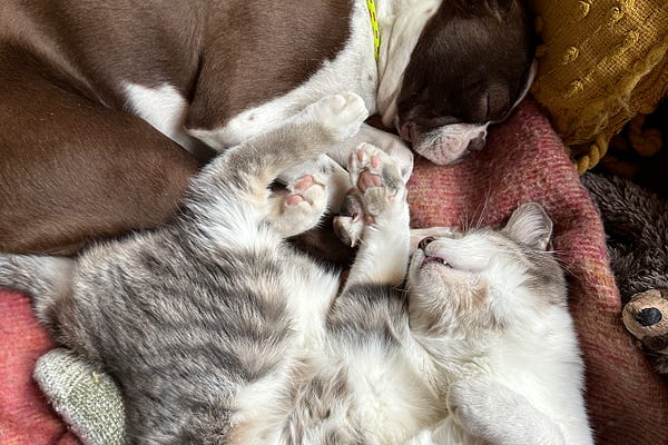 Shangrilogs | Kelton Wright | Substack