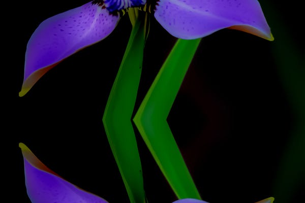 THE NEIGHBORLY FLORIDA | Lara Chapman | Substack