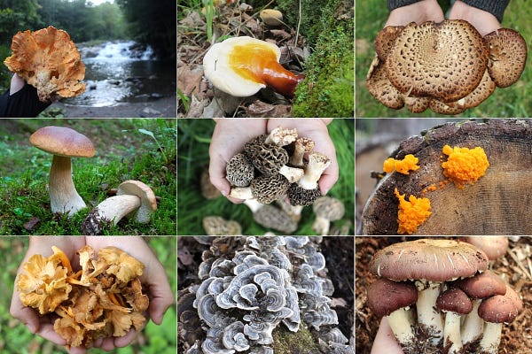 Practical Self Reliance | Ashley Adamant | Substack