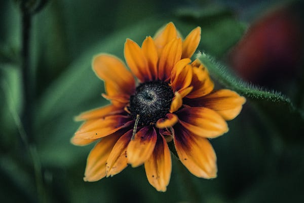 Trackless Wild with Janisse Ray | Substack