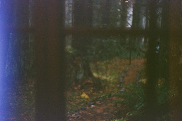 Fog Chaser | FogChaser | Substack