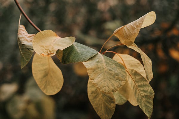 Pollination Garden | Mel Adams | Substack