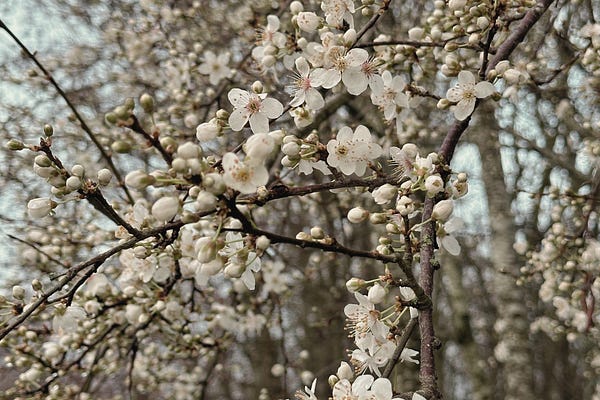 Slower Space | Jodie Melissa Rogers | Substack