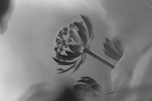 Sarah Blondin | Substack