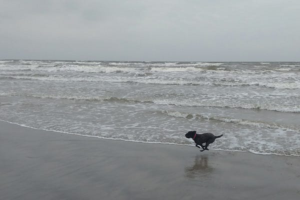 ESG Hound | Eric Roesch | Substack