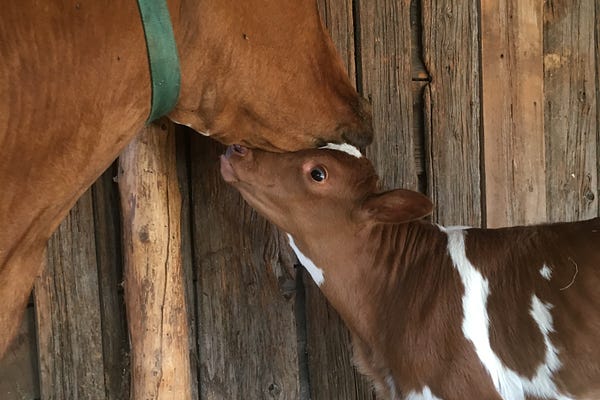 Slowdown Farmstead | Tara | Substack