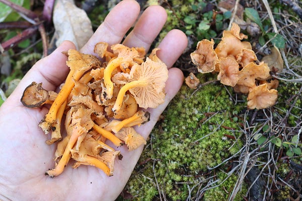 Practical Self Reliance | Ashley Adamant | Substack