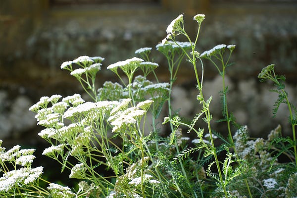 From Seed to Bloom | Camilla Grayley | Substack