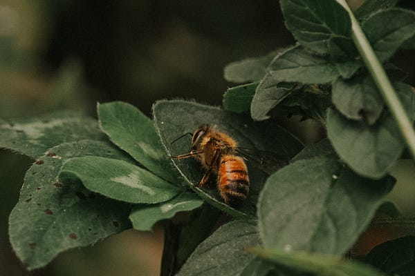 Pollination Garden | Mel Adams | Substack