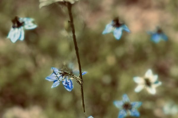 Dispatches From the Basement | Joseph Massey | Substack