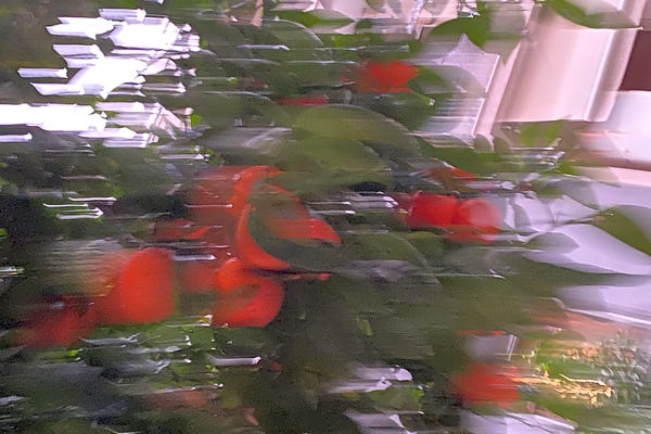 as slow as possible | Tuğba Avci | Substack