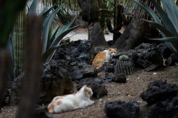 Mexico Listo | Mike Leavy | Substack