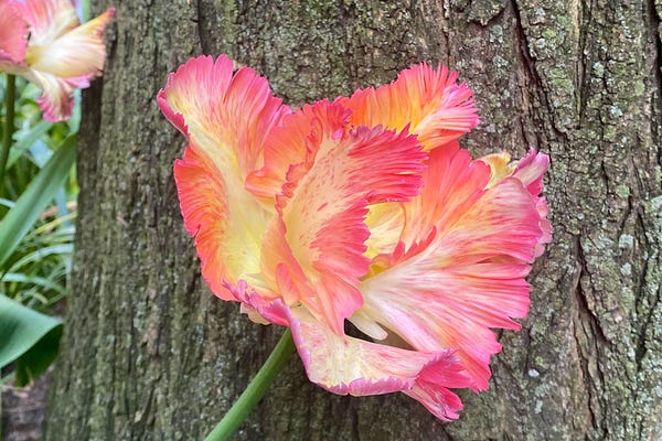 Something Eve Read | Eve Matheson | Substack