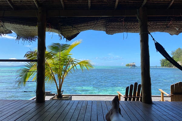 Robyn's Substack | Robyn Law | Substack