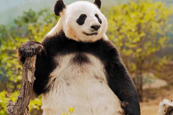 Radiant Frequency | Jennifer | Substack