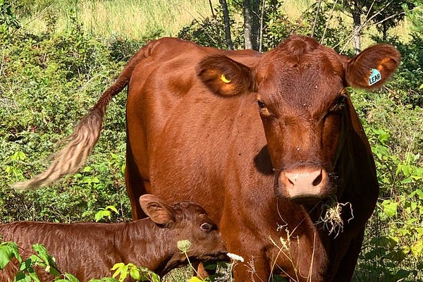 Slowdown Farmstead | Tara | Substack