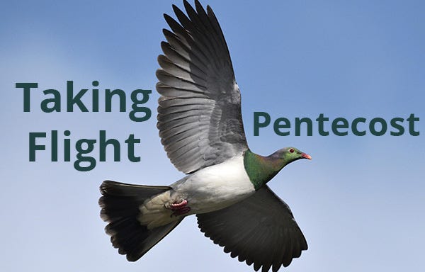 Taking Flight | Kereru Publishing | Substack