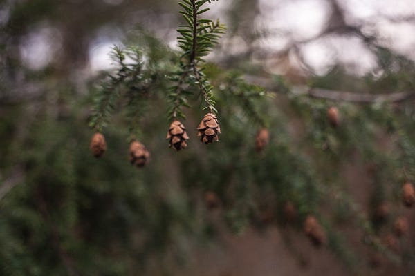 {un‧kempt} with Maia Toll | Substack