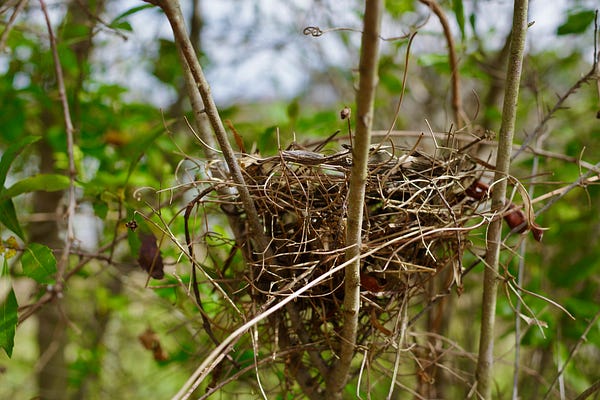 Trackless Wild with Janisse Ray | Substack