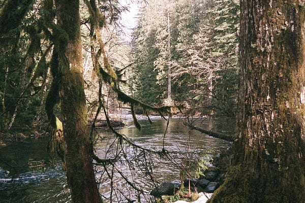 Off Leash | Taylor Randal | Substack