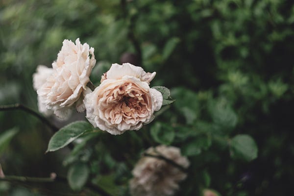 Pollination Garden | Mel Adams | Substack