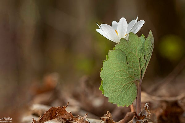 Chasing Nature | Bryan Pfeiffer | Substack