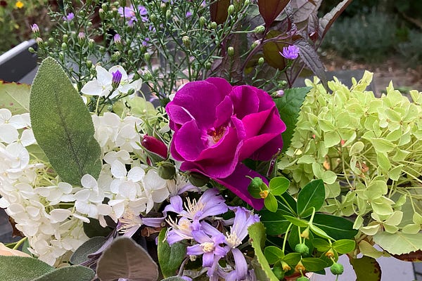 From Seed to Bloom | Camilla Grayley | Substack