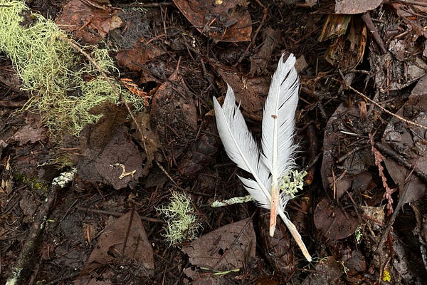 Creative Fuel with Anna Brones | Substack