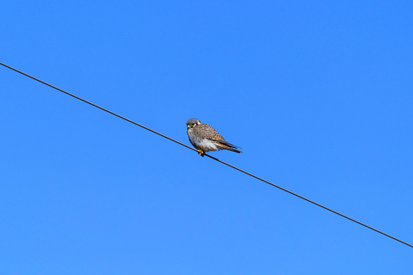 Sherman Alexie | Substack