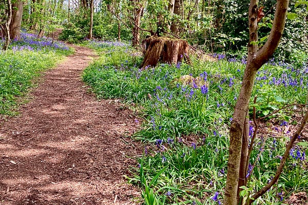 The Beckoning by Deborah Bell | Substack