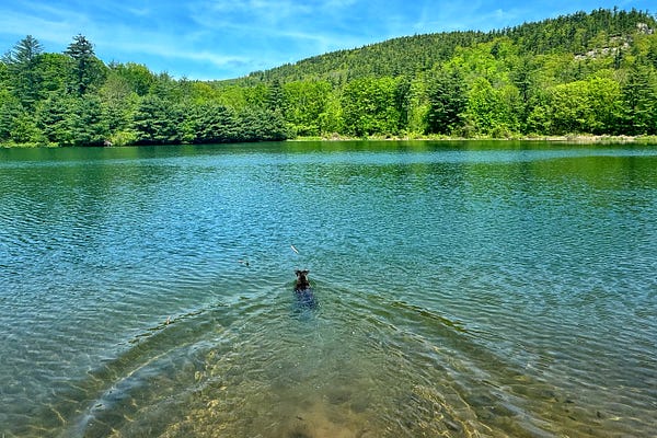 Tom Ryan, Author | Substack