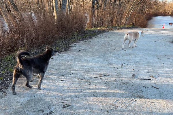 Tom Ryan, Author | Substack