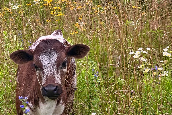 Slowdown Farmstead | Tara | Substack