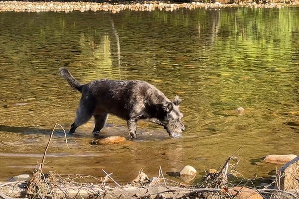 Tom Ryan, Author | Substack