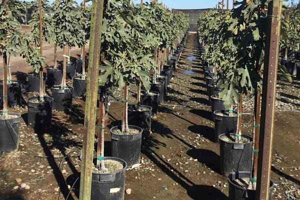 The Pillar TL;DR | The Pillar | Substack