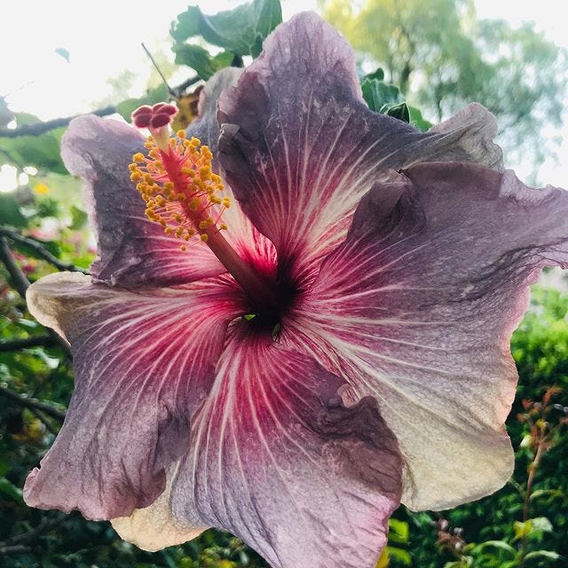 My Internet: Miles Klee - by Nick Catucci - Embedded