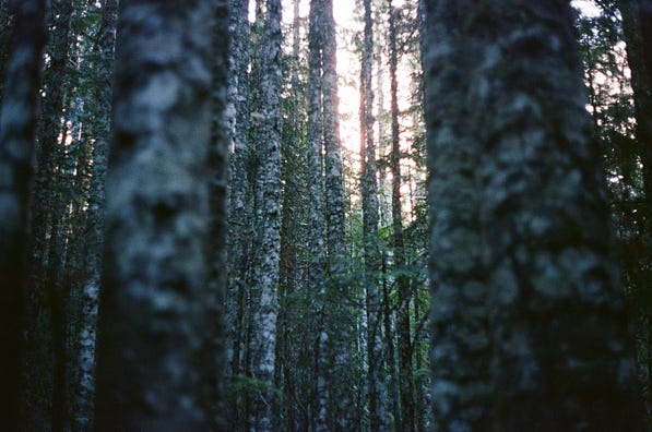 Fog Chaser | FogChaser | Substack