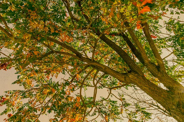 Cheryl Strayed's Dear Sugar | Substack